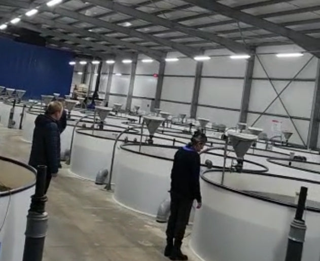 LW Freshwater Eel Farm Video – LW Fish Market